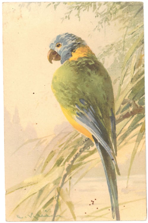 Free Bird Cards Ephemera Downloads